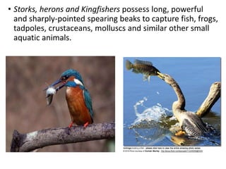 Beak adaptation in Birds | PPTX