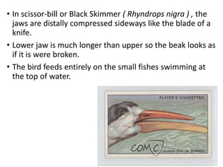 Beak adaptation in Birds | PPTX