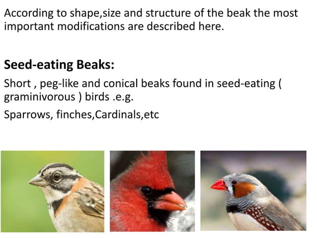Beak adaptation in Birds | PPTX | Birdwatching | Hobbies & Interests