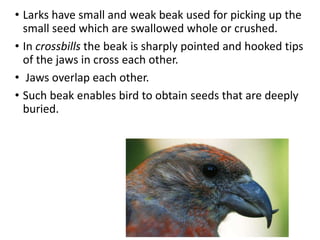 Beak adaptation in Birds | PPTX