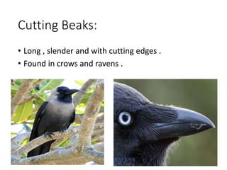 Beak adaptation in Birds | PPTX