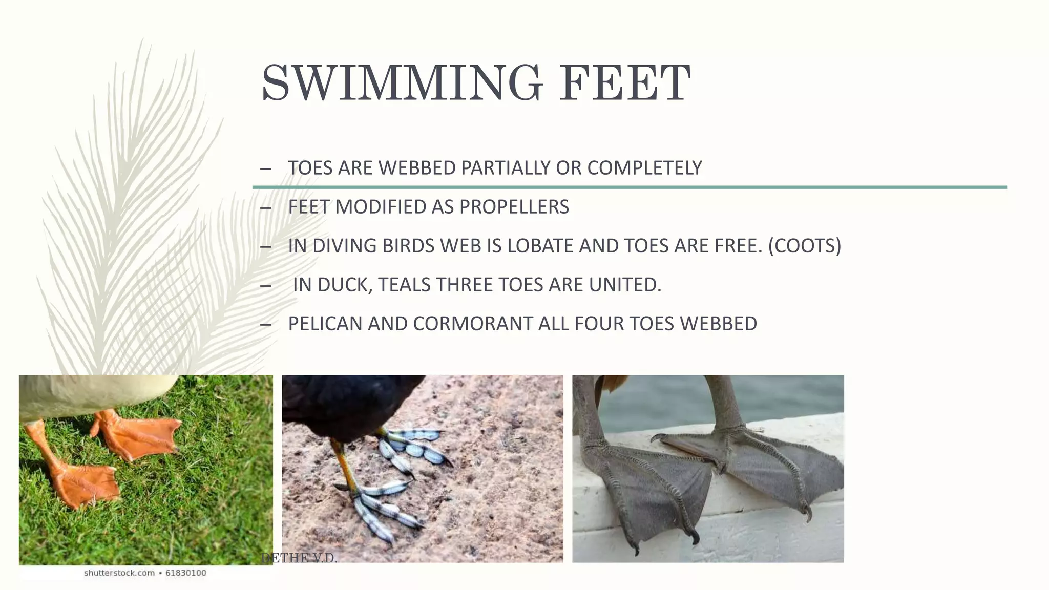 Beak and feet modification in birds | PPTX