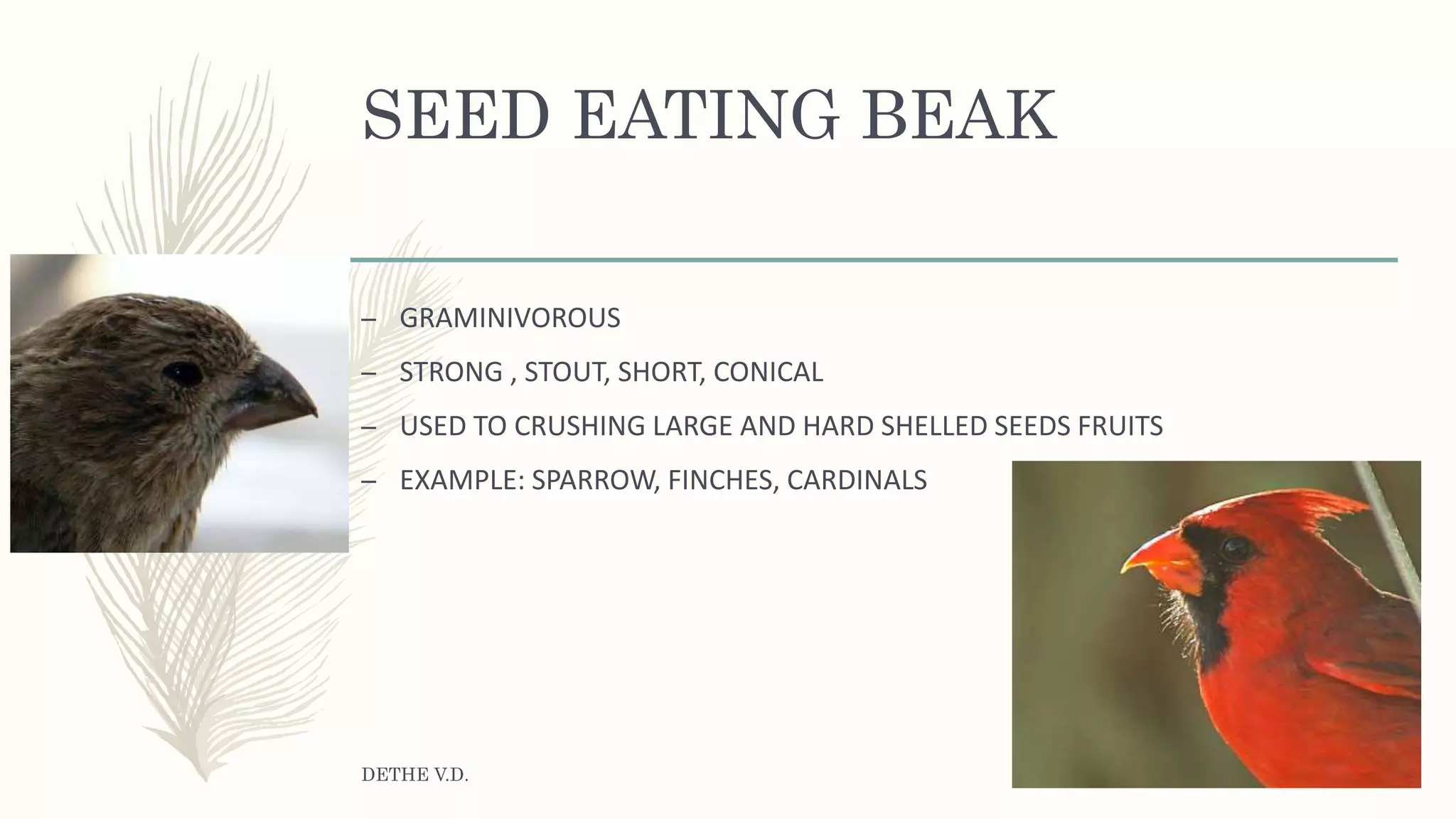 Beak and feet modification in birds | PPTX