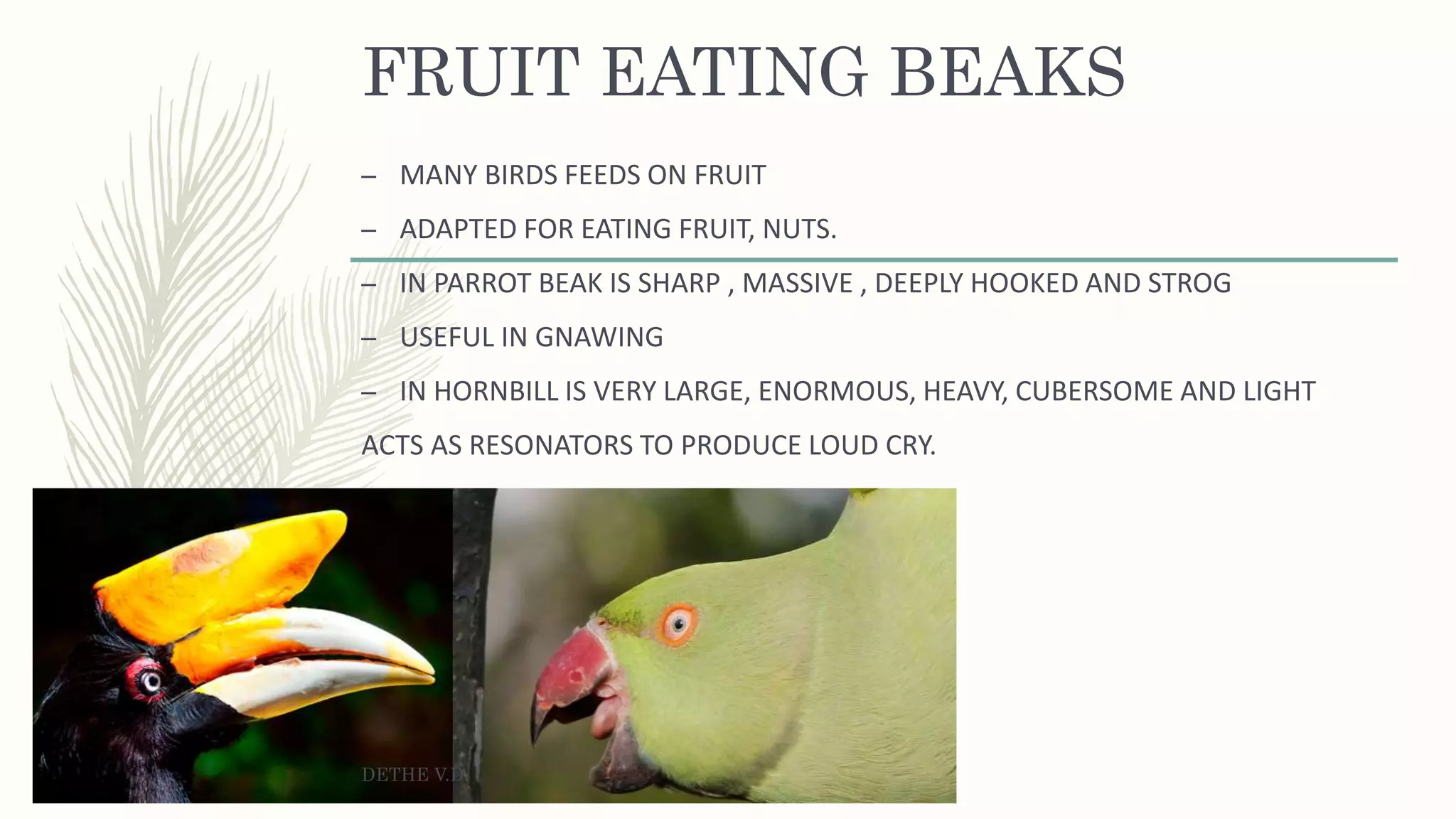 Beak and feet modification in birds | PPTX | Birdwatching | Hobbies ...