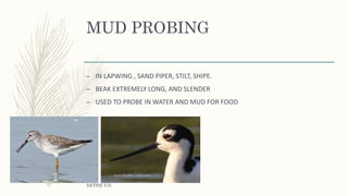 Beak and feet modification in birds | PPTX