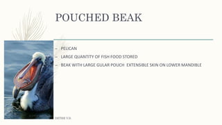 Beak and feet modification in birds | PPTX