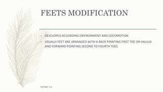 Beak and feet modification in birds | PPTX