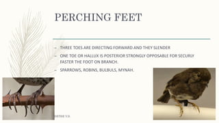 Beak and feet modification in birds | PPTX