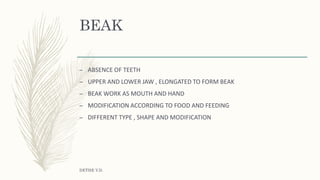 Beak and feet modification in birds | PPTX