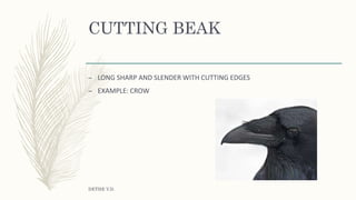 Beak and feet modification in birds | PPTX