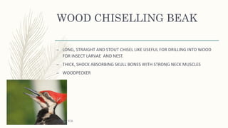 Beak and feet modification in birds | PPTX | Birdwatching | Hobbies ...