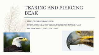 Beak and feet modification in birds | PPTX