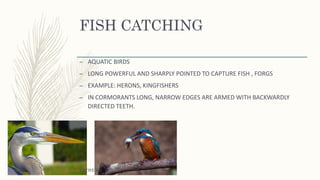 Beak and feet modification in birds | PPTX