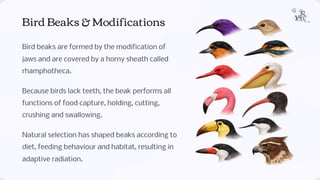 Beak Modifications by Dr. Ramzan Virani pptx.pdf