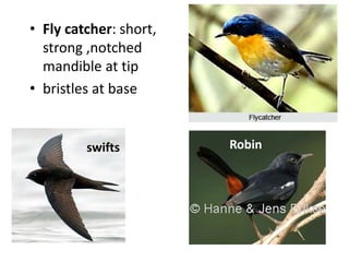 Beak modifications in birds | PPTX