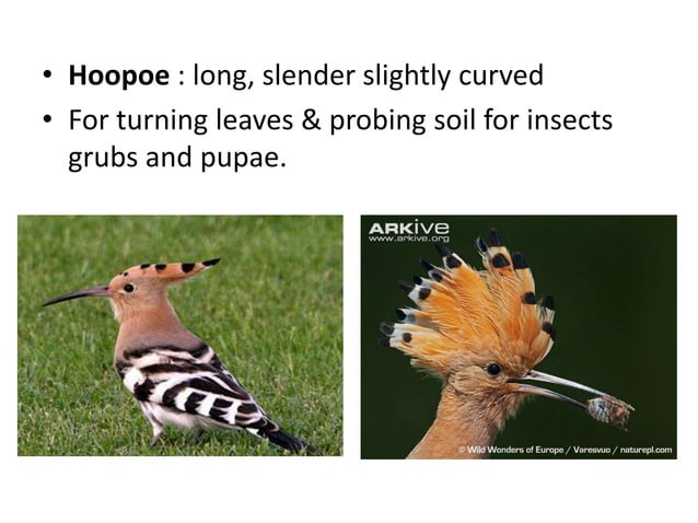 Beak modifications in birds | PPTX