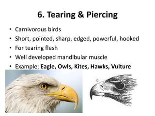 Beak modifications in birds | PPTX