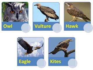 Beak modifications in birds | PPTX