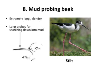 Beak modifications in birds | PPTX