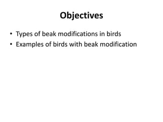 Beak modifications in birds | PPTX