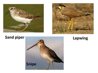 Beak modifications in birds | PPTX