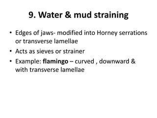 Beak modifications in birds | PPTX