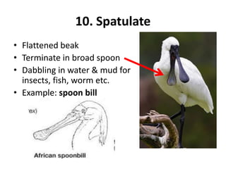 Beak modifications in birds | PPTX