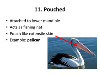 Beak modifications in birds | PPTX