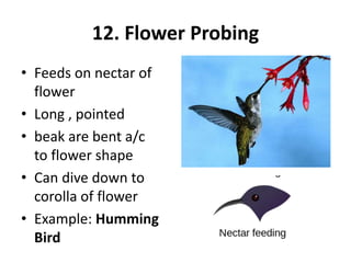 Beak modifications in birds | PPTX