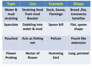 Beak modifications in birds | PPTX