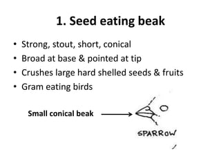 Beak modifications in birds | PPTX