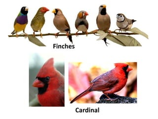 Beak modifications in birds | PPTX