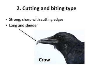 Beak modifications in birds | PPTX