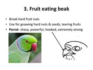 Beak modifications in birds | PPTX
