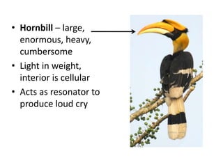 Beak modifications in birds | PPTX