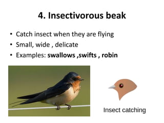 Beak modifications in birds | PPTX