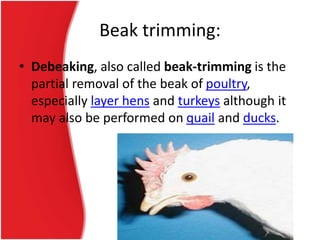 Beak trimming vaccination sexing | PPT