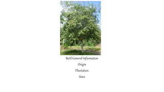 Beal tree | PPT