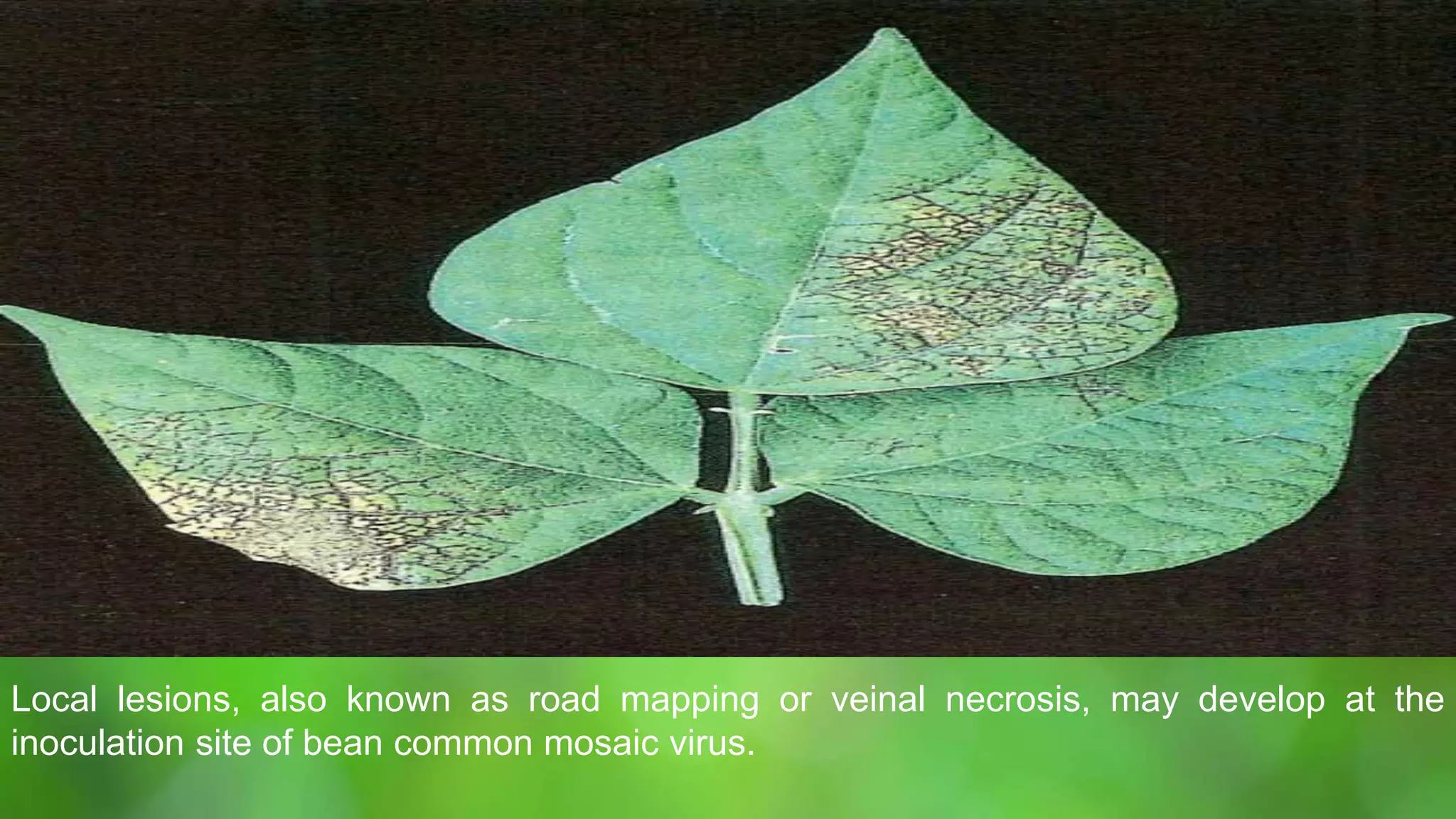 Bean common mosaic(52,53) | PPTX