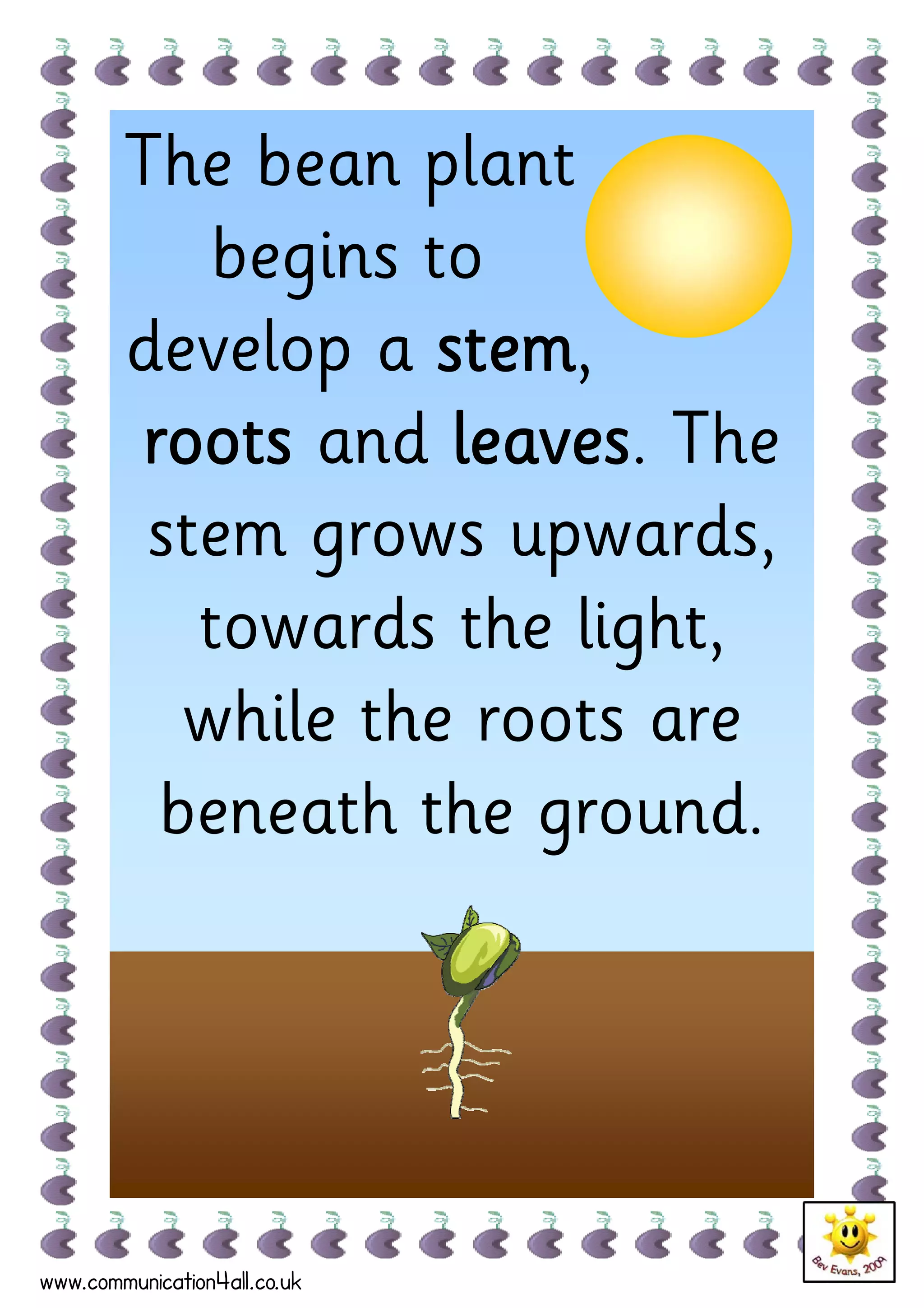 Bean flashcard set ( plants) | PDF