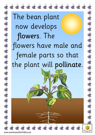 Bean flashcard set ( plants) | PDF