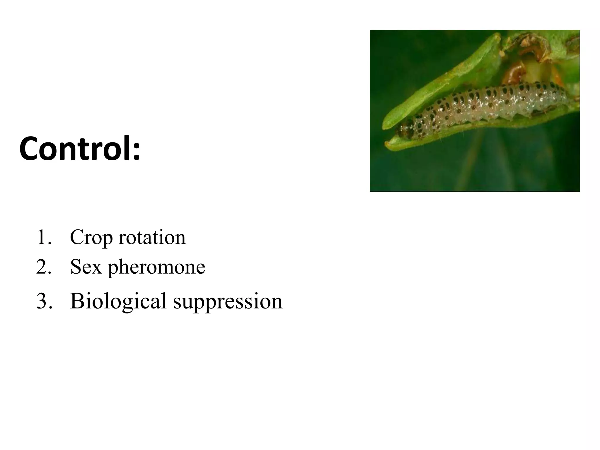 Bean pod borer (entomology) | PPTX