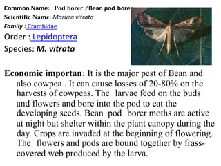 Bean pod borer (entomology) | PPTX