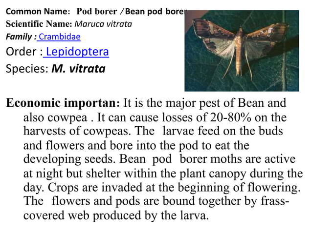 Bean pod borer (entomology) | PPTX | Agriculture | Industries