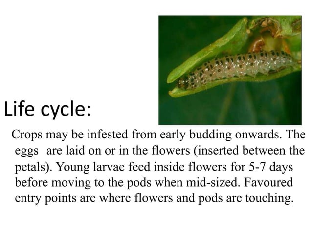Bean pod borer (entomology) | PPTX | Agriculture | Industries