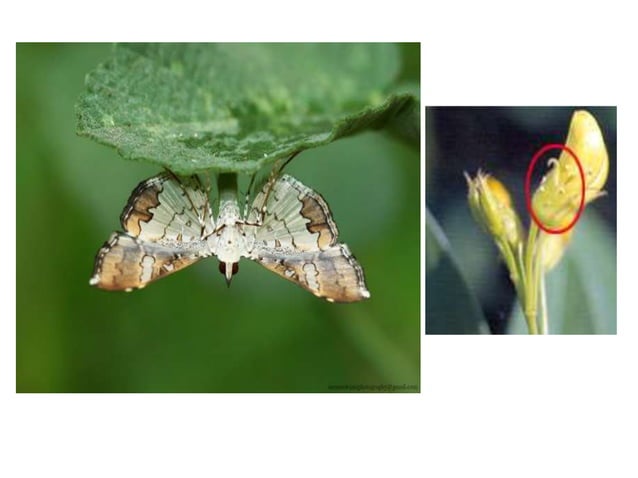 Bean pod borer (entomology) | PPTX | Agriculture | Industries