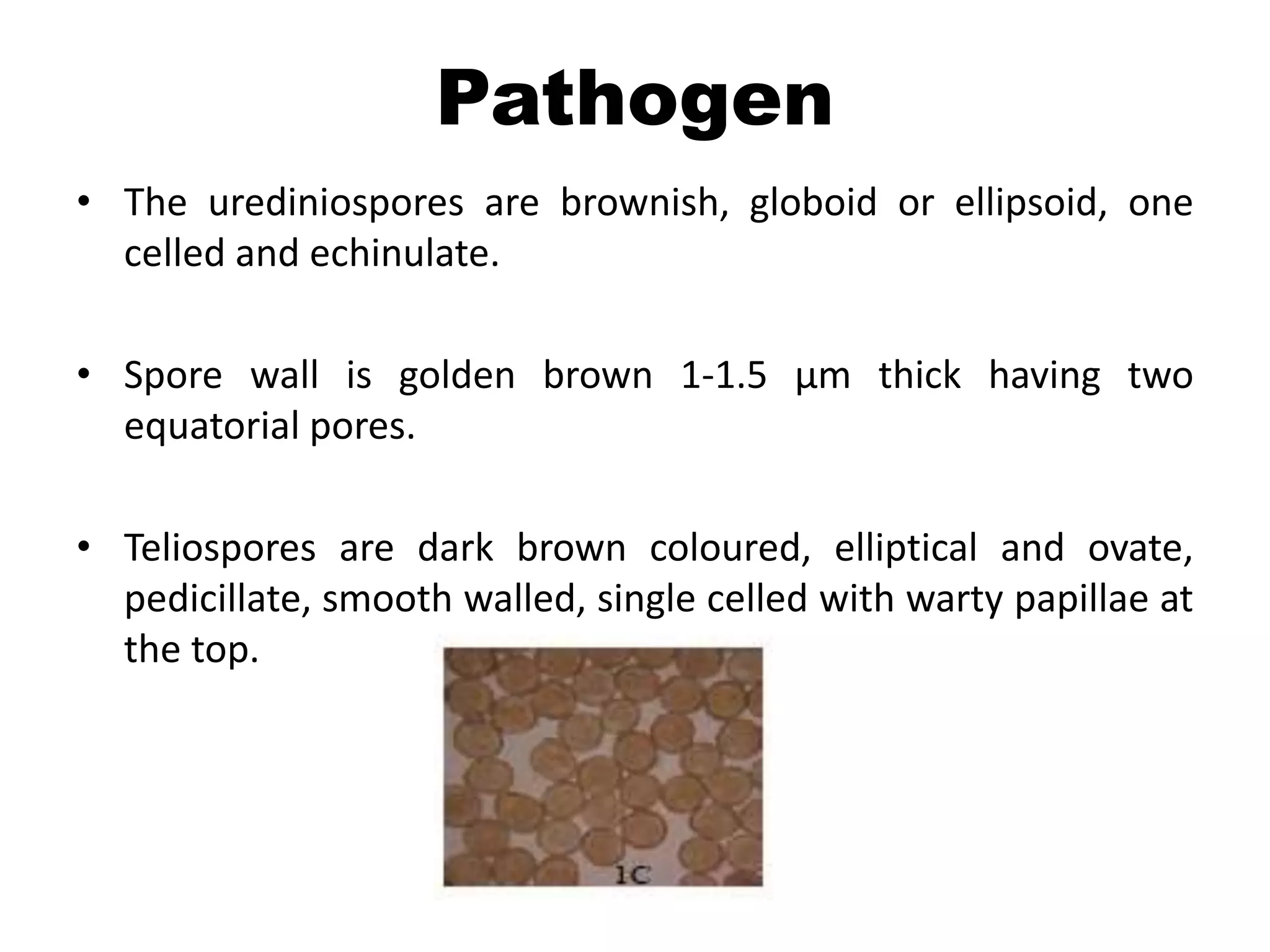 Diseases of Beans | PPTX