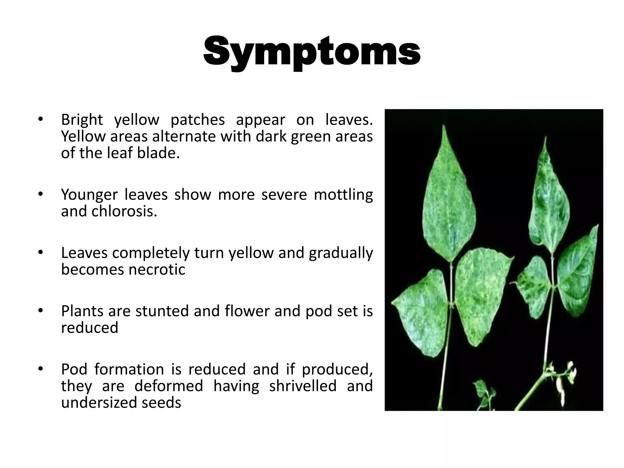 Diseases of Beans | PPTX