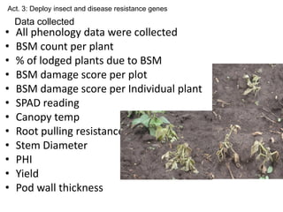 TLI 2012: Bean breeding - Ethiopia | PDF