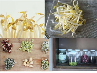 Bean sprouts | PPTX